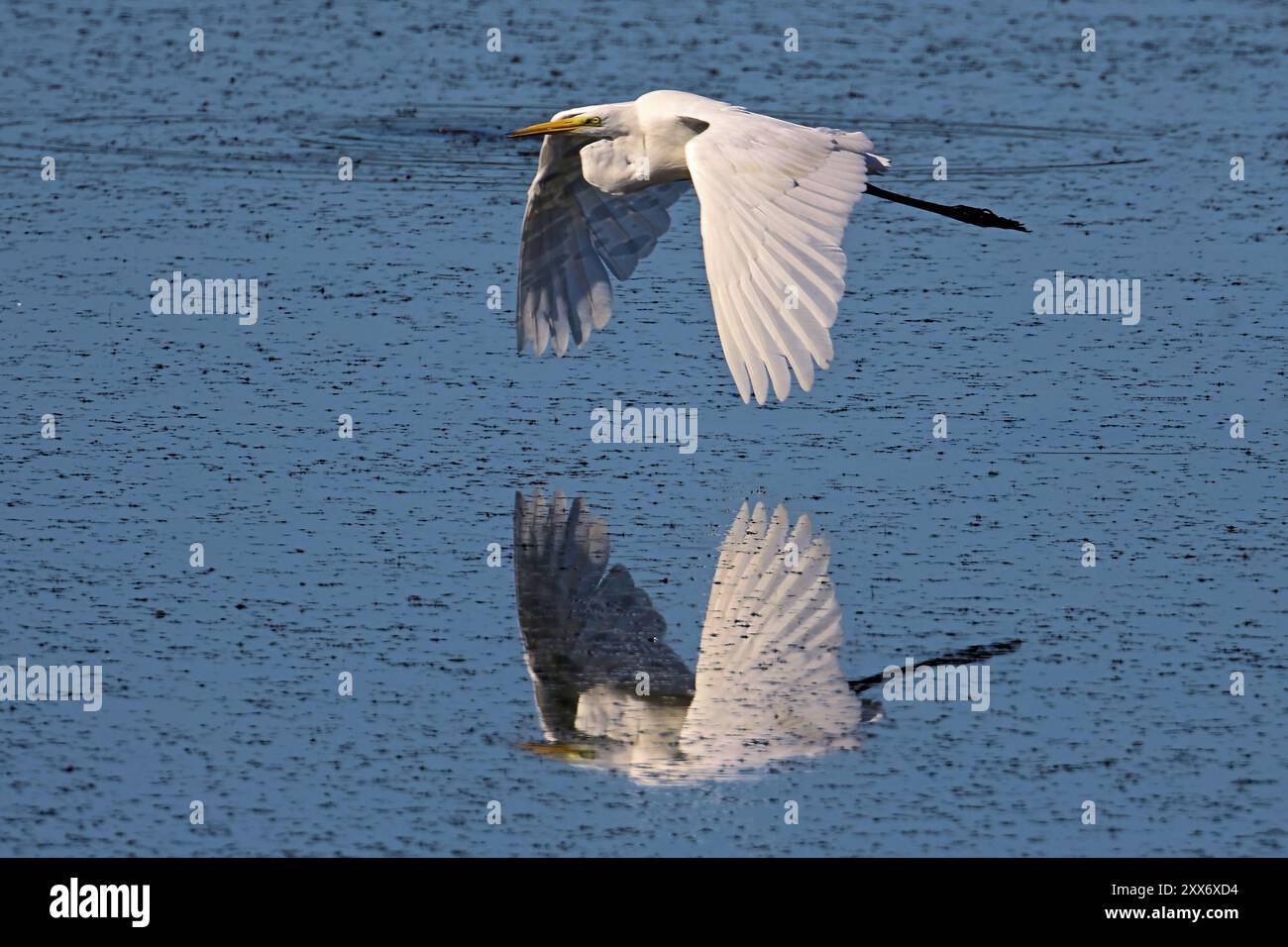 Great White Egret in flight with reflection Stock Photo - Alamy