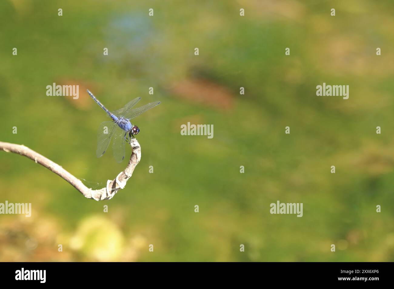 Beautiful blue Dragonfly background Stock Photo - Alamy