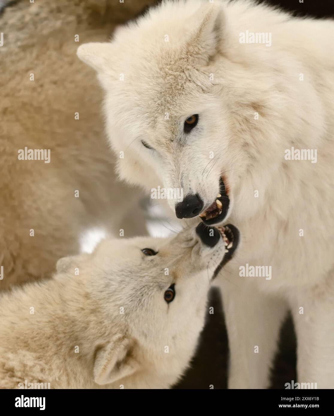 Fighting polar wolves Stock Photo - Alamy