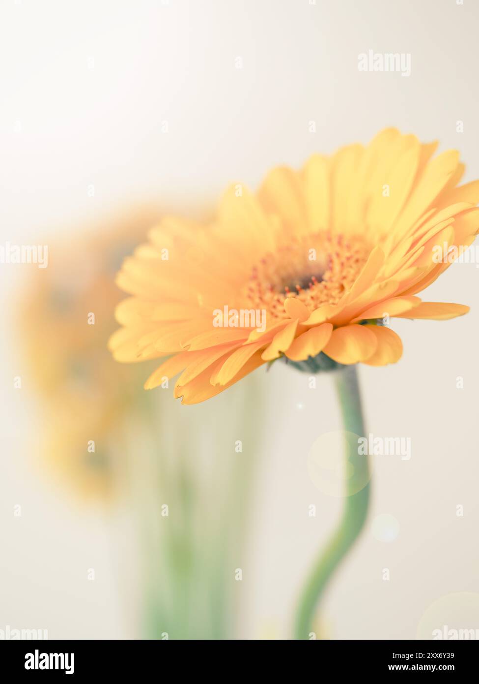 Gerbera gerber closeup detail hi-res stock photography and images - Alamy