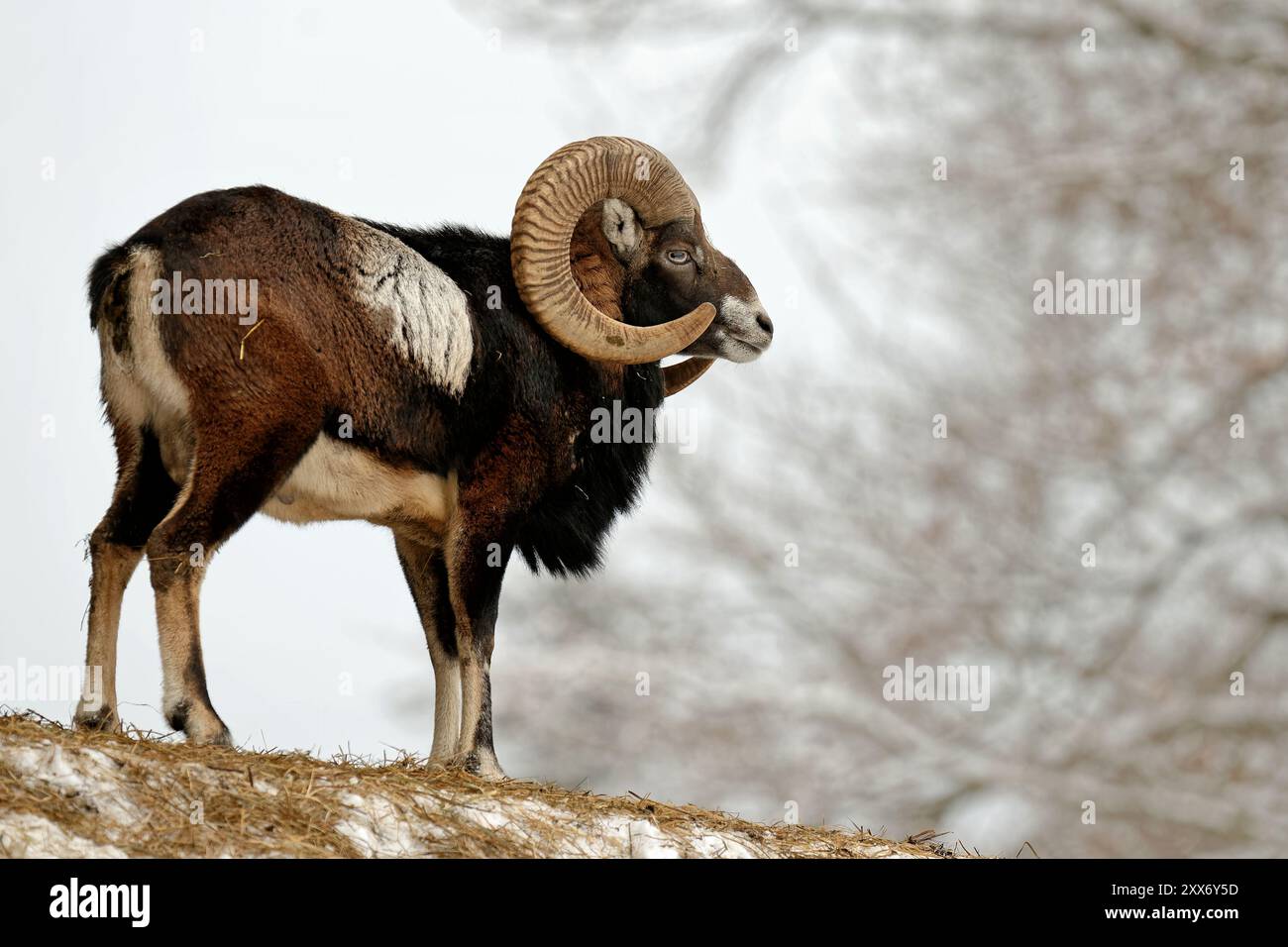 European mouflon sheep hi-res stock photography and images - Alamy