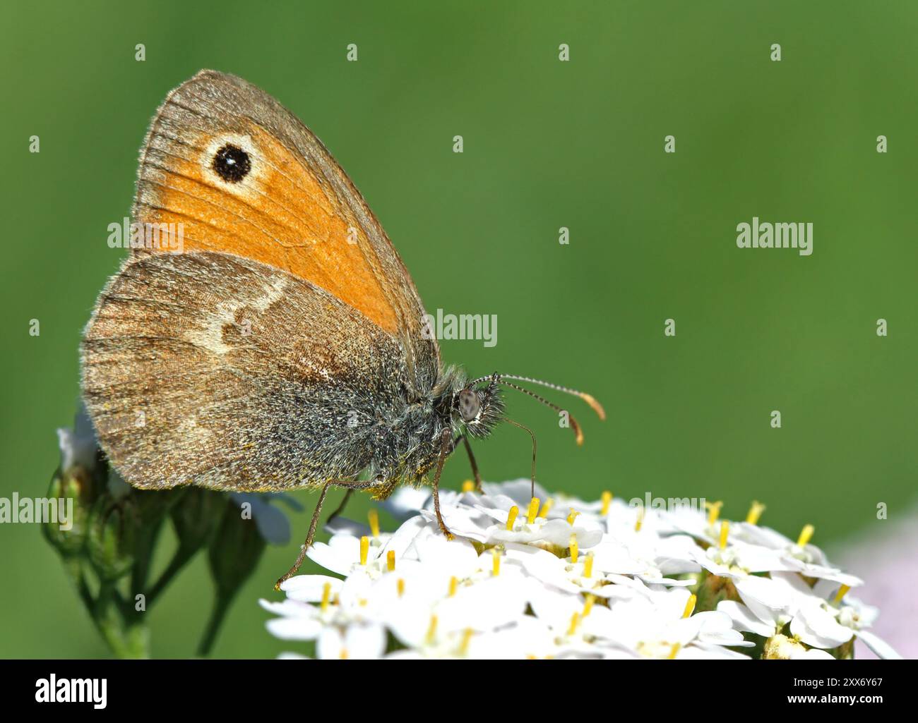 Field bird butterfly hi-res stock photography and images - Alamy