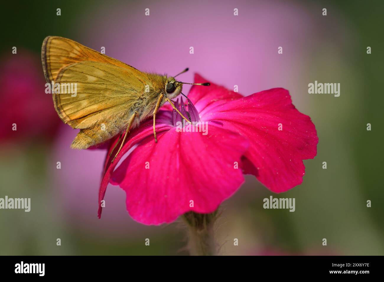 Thick headed butterfly hi-res stock photography and images - Alamy