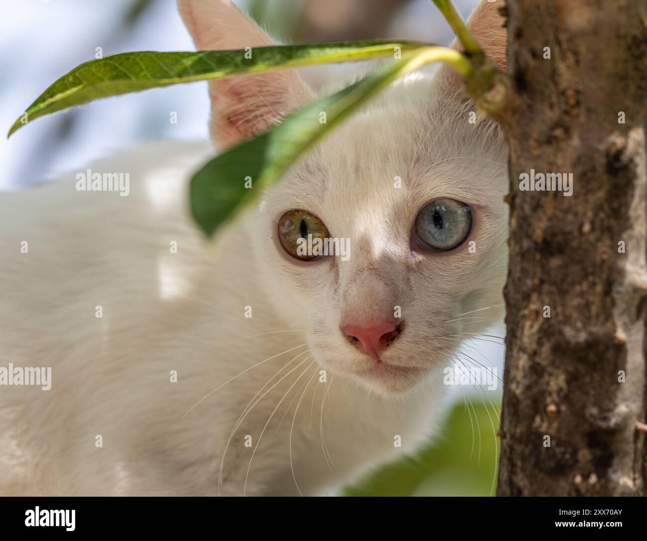 Khao Manee Cat [ Diamond eye ] Stock Photo - Alamy