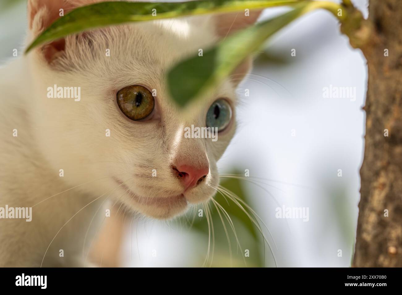 Khao Manee Cat [ Diamond eye ] Stock Photo - Alamy