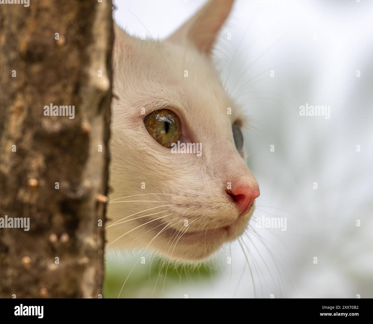 Khao Manee Cat [ Diamond eye ] Stock Photo - Alamy