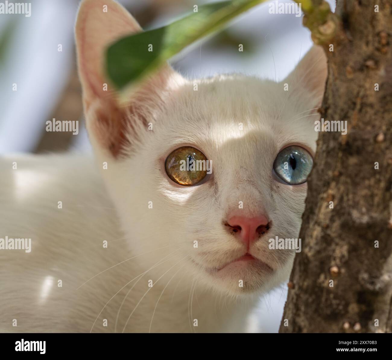 Khao Manee Cat [ Diamond eye ] Stock Photo - Alamy