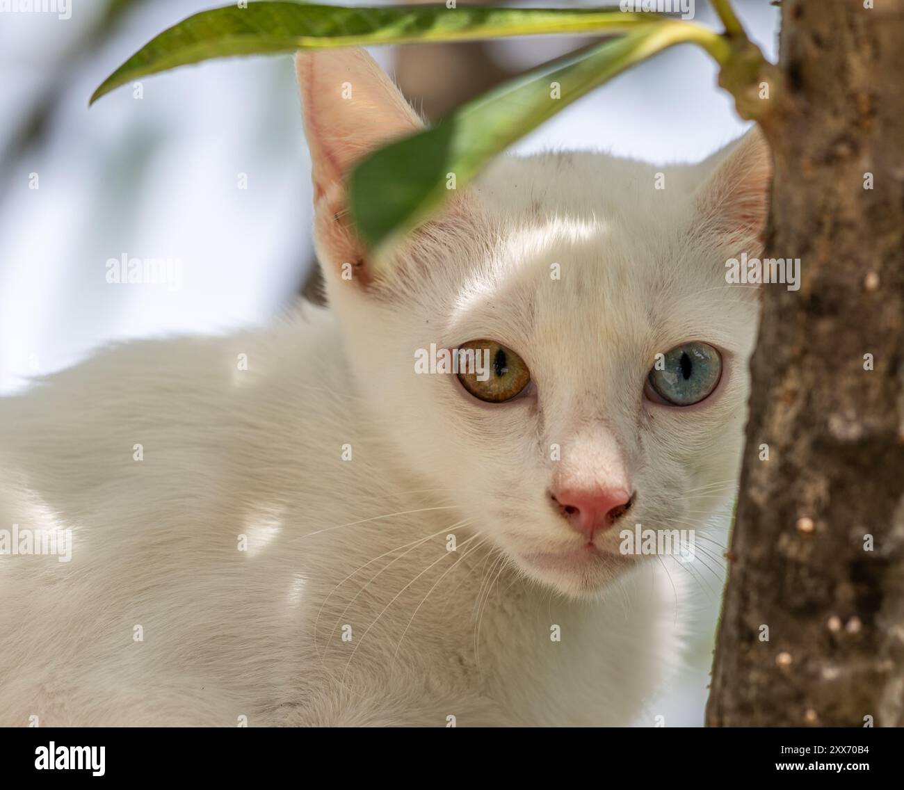 Khao Manee Cat [ Diamond eye ] Stock Photo - Alamy