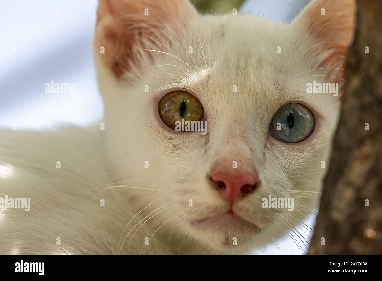 Khao Manee Cat [ Diamond eye ] Stock Photo - Alamy