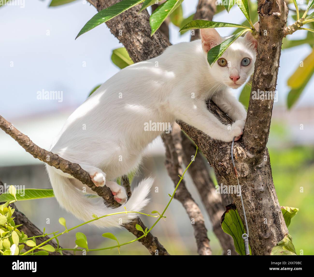 Khao Manee Cat [ Diamond eye ] Stock Photo - Alamy
