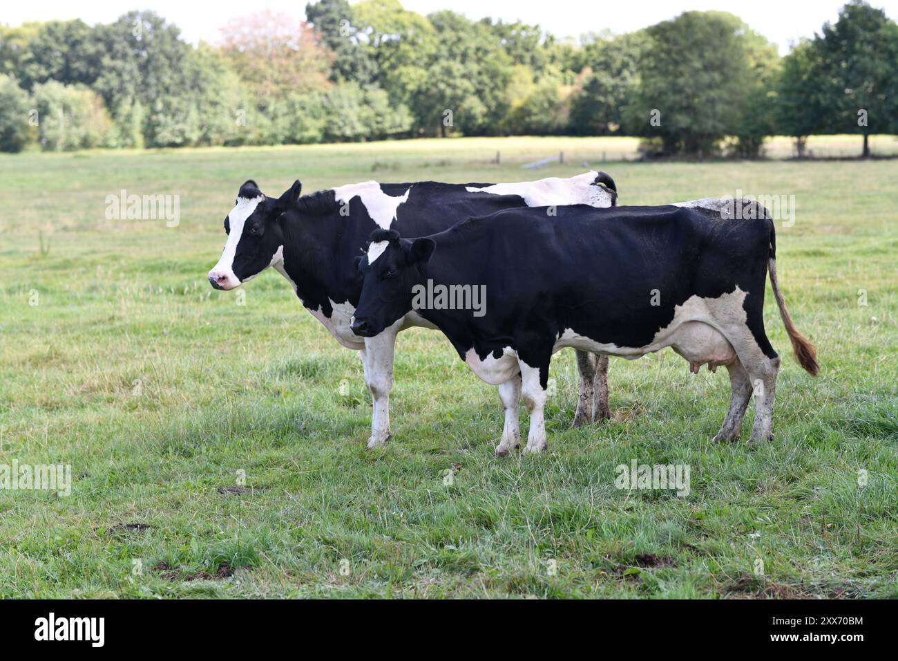 Holstein Cow herd. Cow herd at farm. Dairy cow herd in meadow. Cow ...