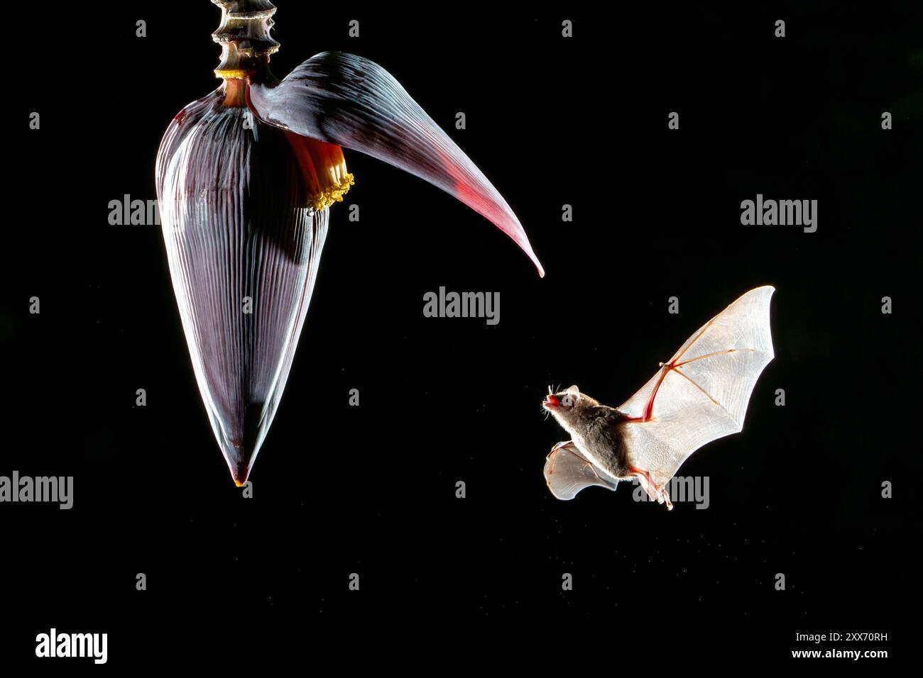 Rainforest bat feeding hi-res stock photography and images - Alamy