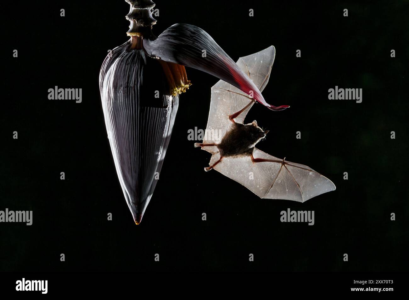 Bat feeding on nectar of Banana Flower in Costa Rica Stock Photo - Alamy