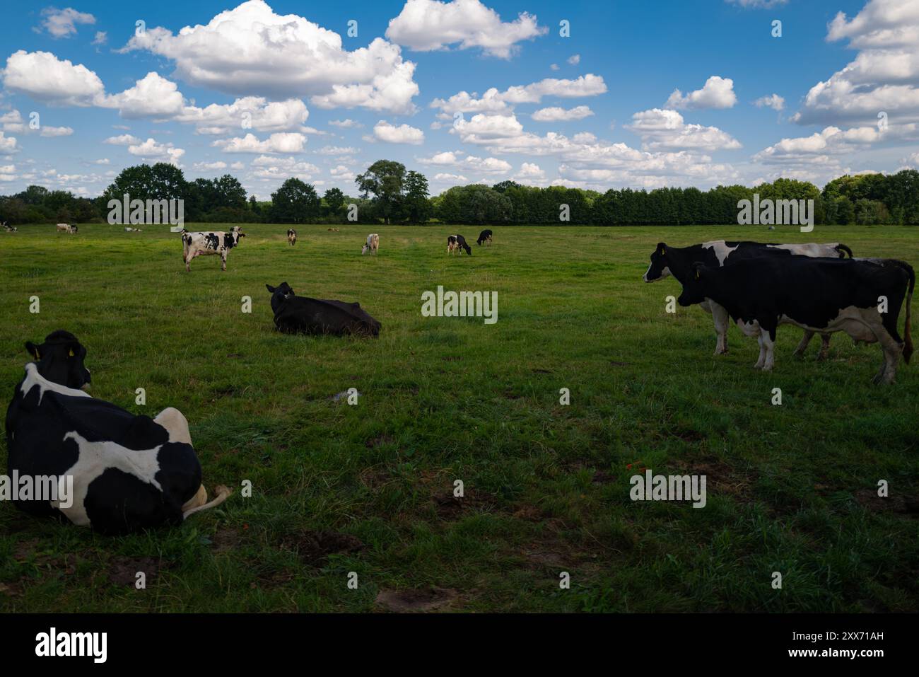 Cow eating grass ayrshire hi-res stock photography and images - Alamy