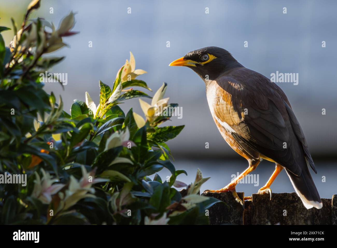 Australian common myna hi-res stock photography and images - Alamy