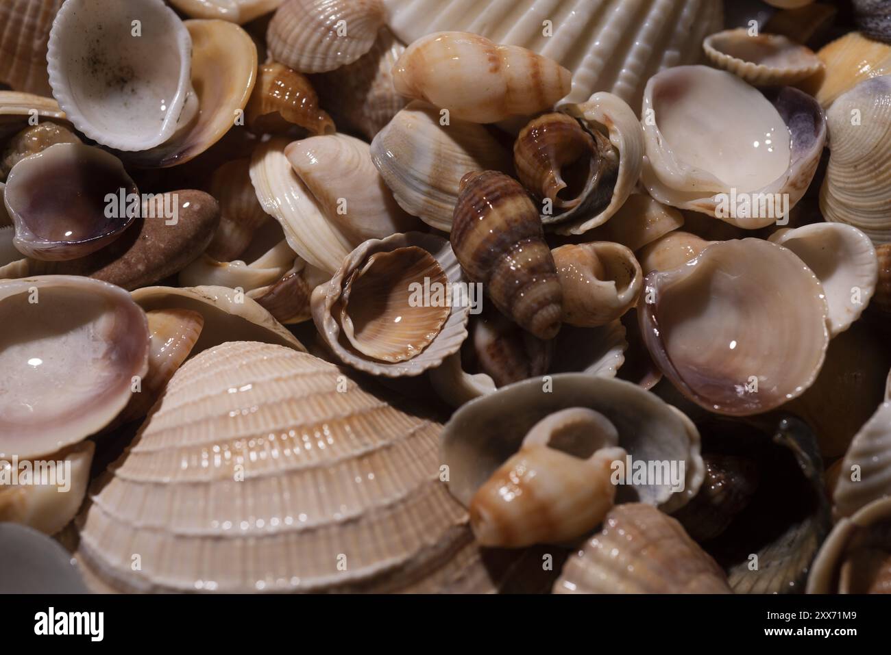Seashells. Mollusk shells. Seashell background. Texture of the shells ...