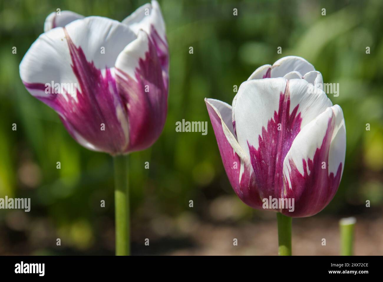 White and purple blooms hi-res stock photography and images - Alamy
