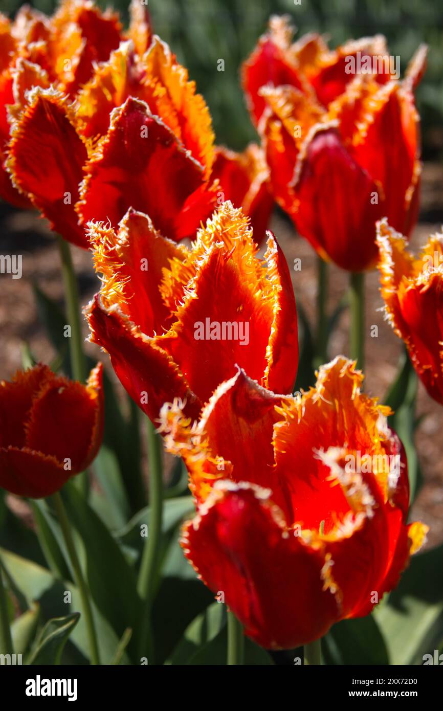 Fabio tulip hi-res stock photography and images - Alamy