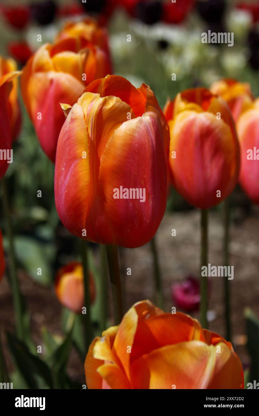 Red orange blooms hi-res stock photography and images - Alamy