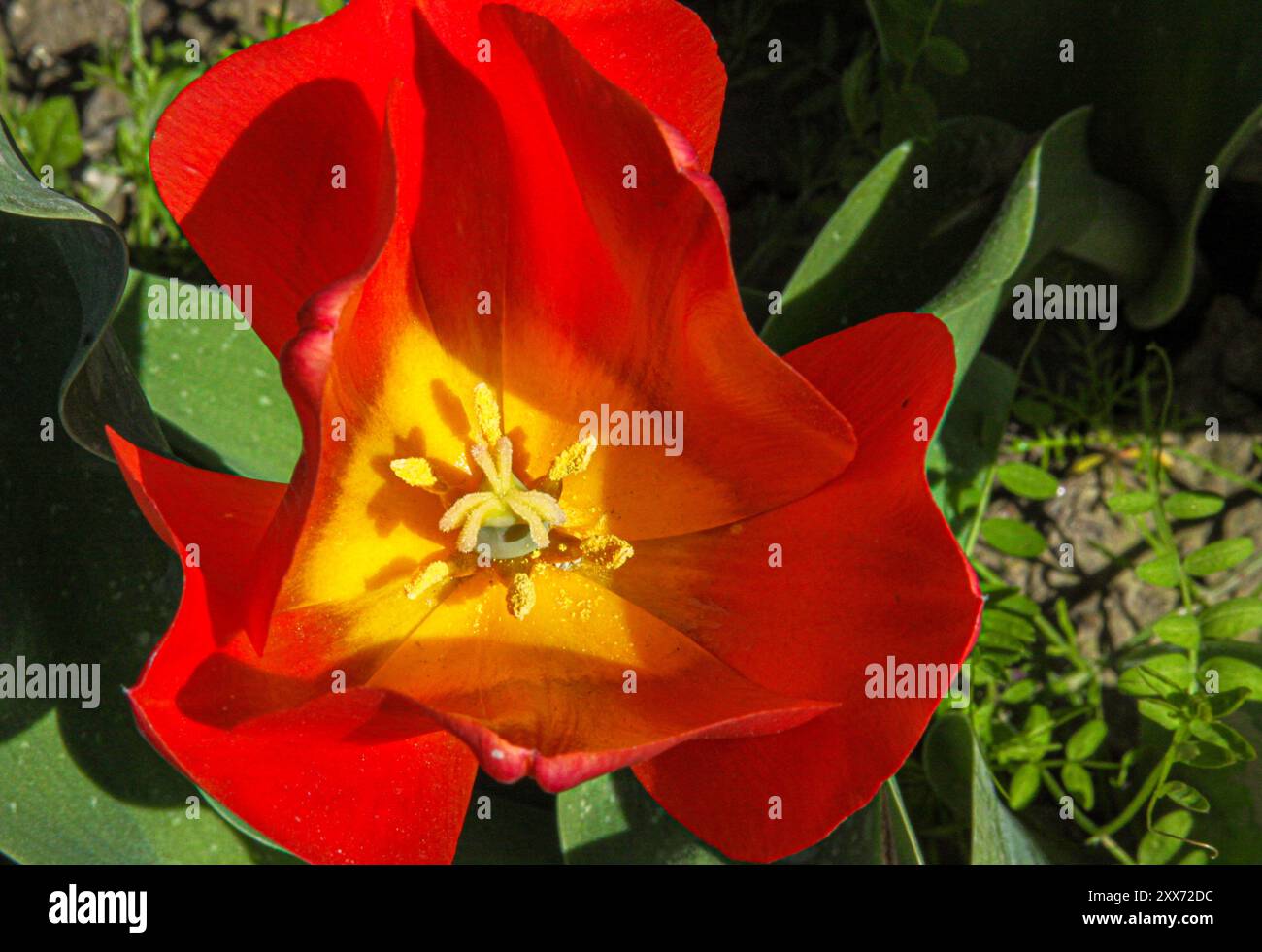 Inside of a Red Tulip Up Close Stock Photo - Alamy