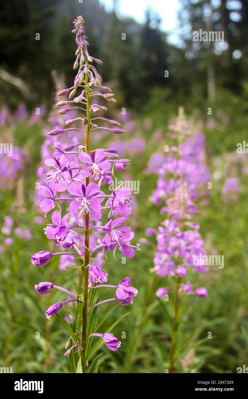 Purple Fireweed (Chamaenerion angustifolium Stock Photo - Alamy