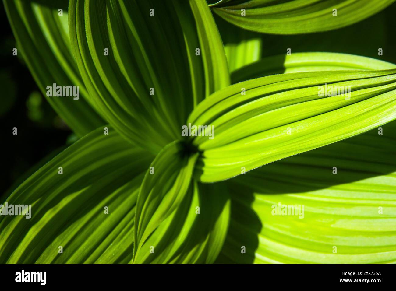 Indian Poke or Green False Hellebore (Veratrum viride Stock Photo - Alamy