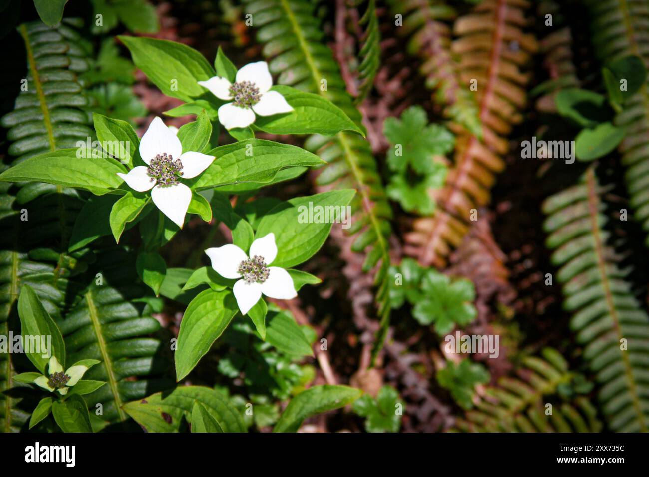 Western Cordilleran Bunchberry a Species of Dogwoods (Cornus ...