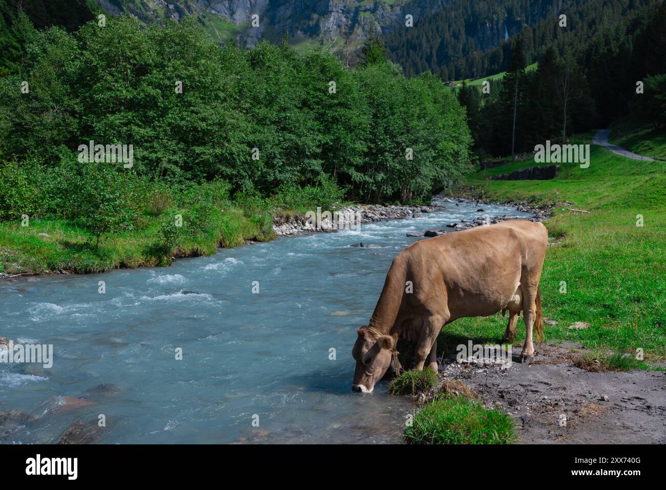 Cow on lawn. Cow drink water from mountains river. Cows in a mountain ...