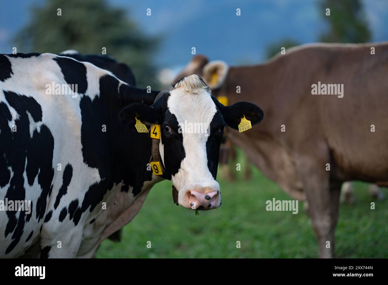 Black and white cow. Holstein cows. British Friesian cow. Black pied ...