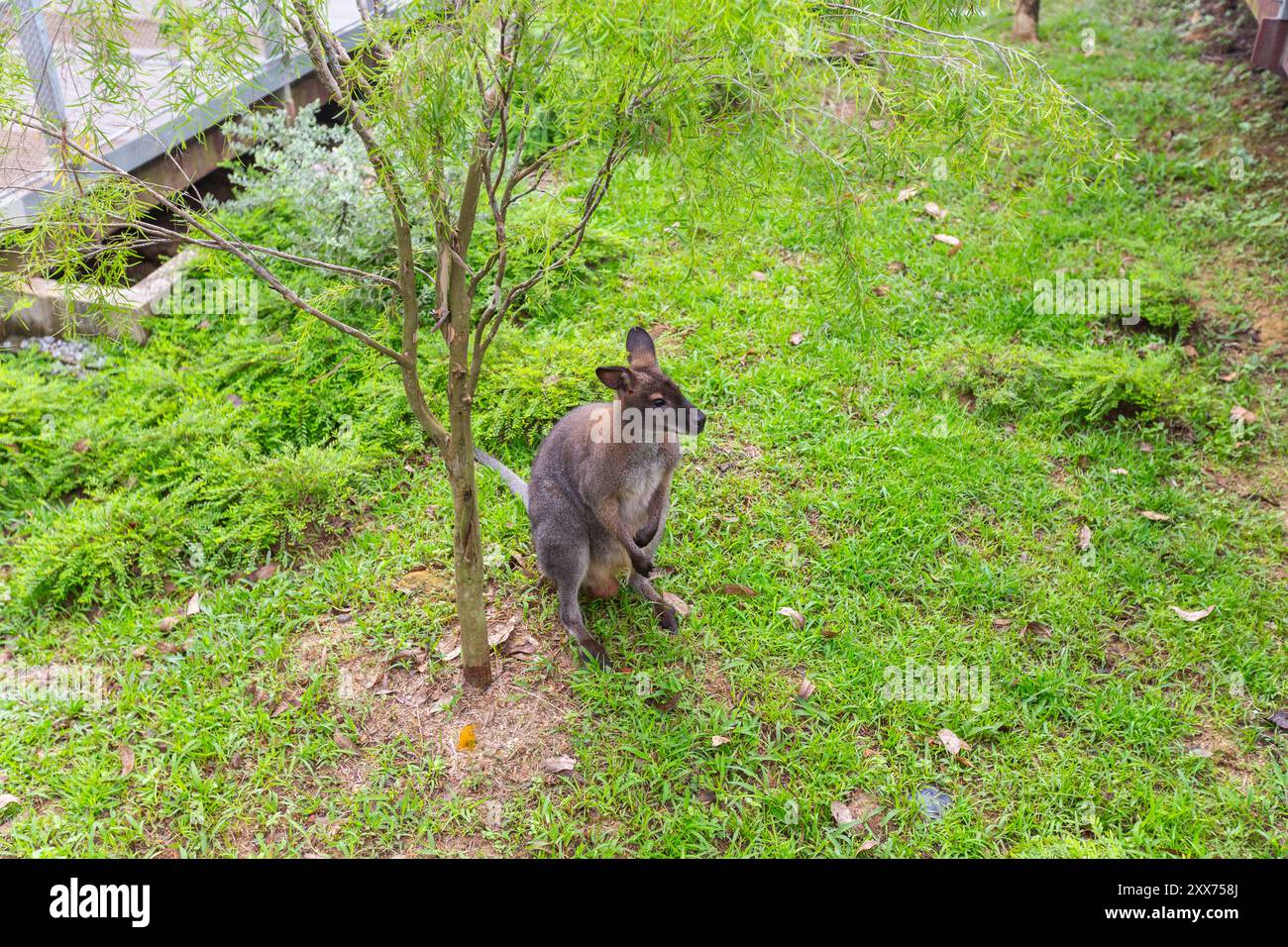 Top down view of a Red-necked Wallaby kangaroo in Bird Paradise ...
