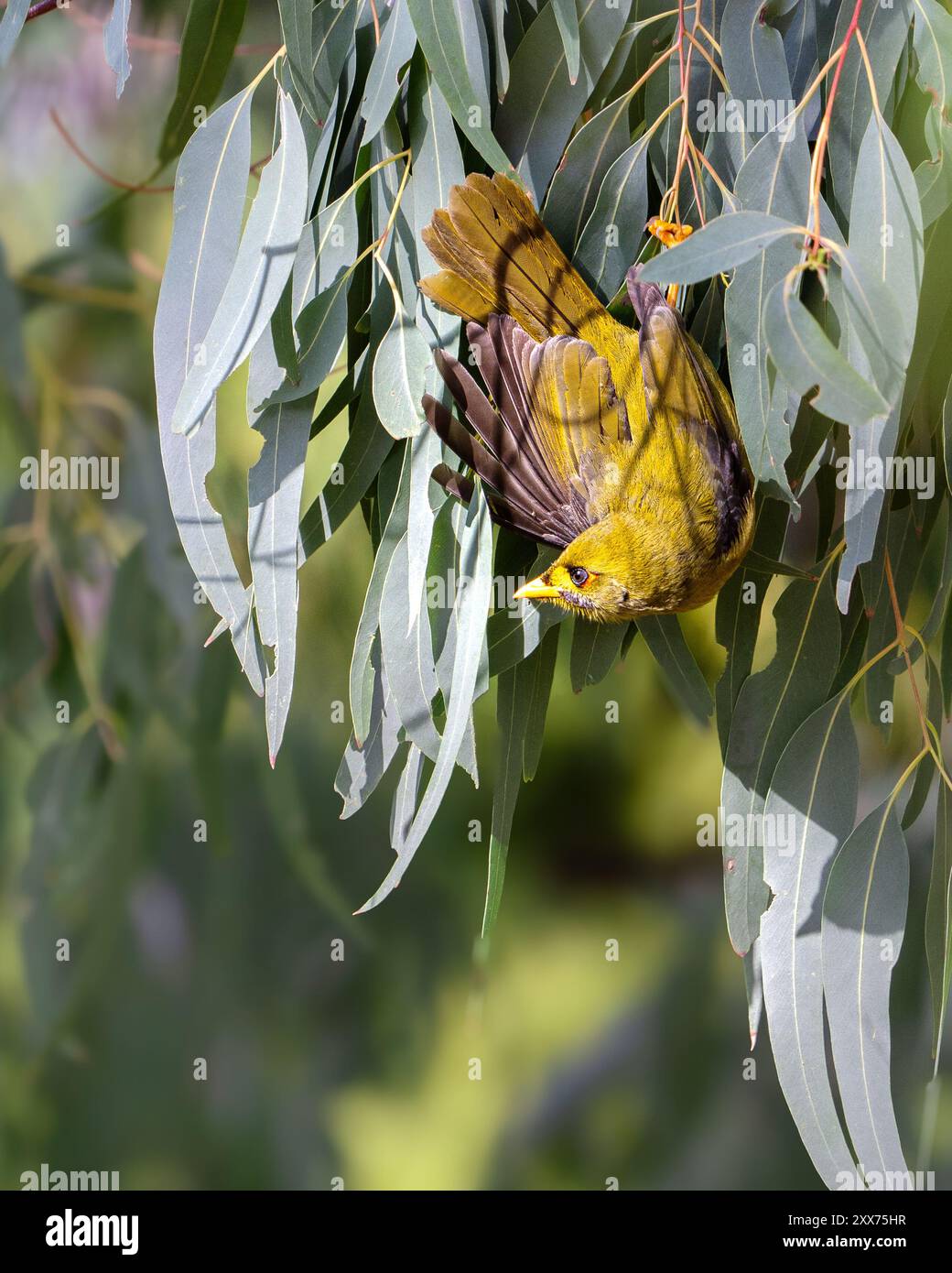 An Australian bell miner (Manorina melanophrys), or bellbird, hanging ...