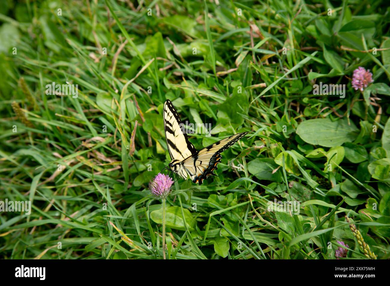 Yellow tiger swallowtail hi-res stock photography and images - Alamy