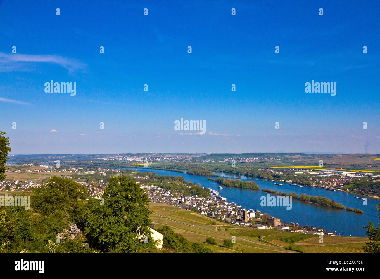 Cityscapes of Vineyard and Rhine river in Rudesheim, Germany Stock ...