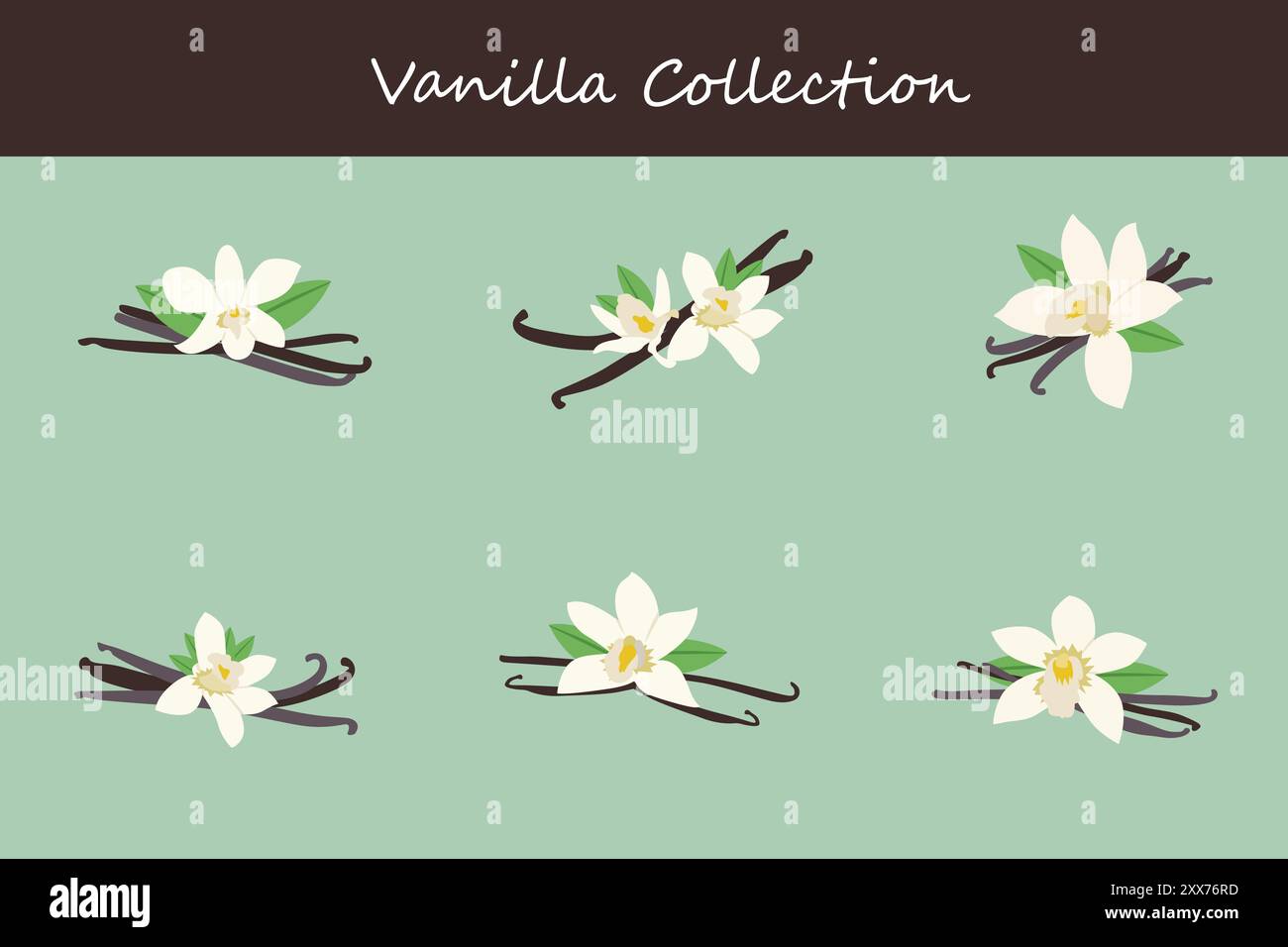 vanilla collection in different poses. Vector illustration Stock Vector ...