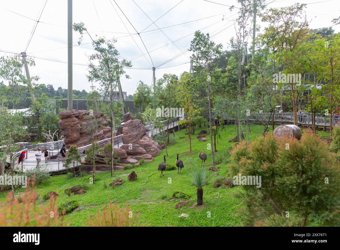 Landscape view of three Emu walking in an aviary environment at Bird ...