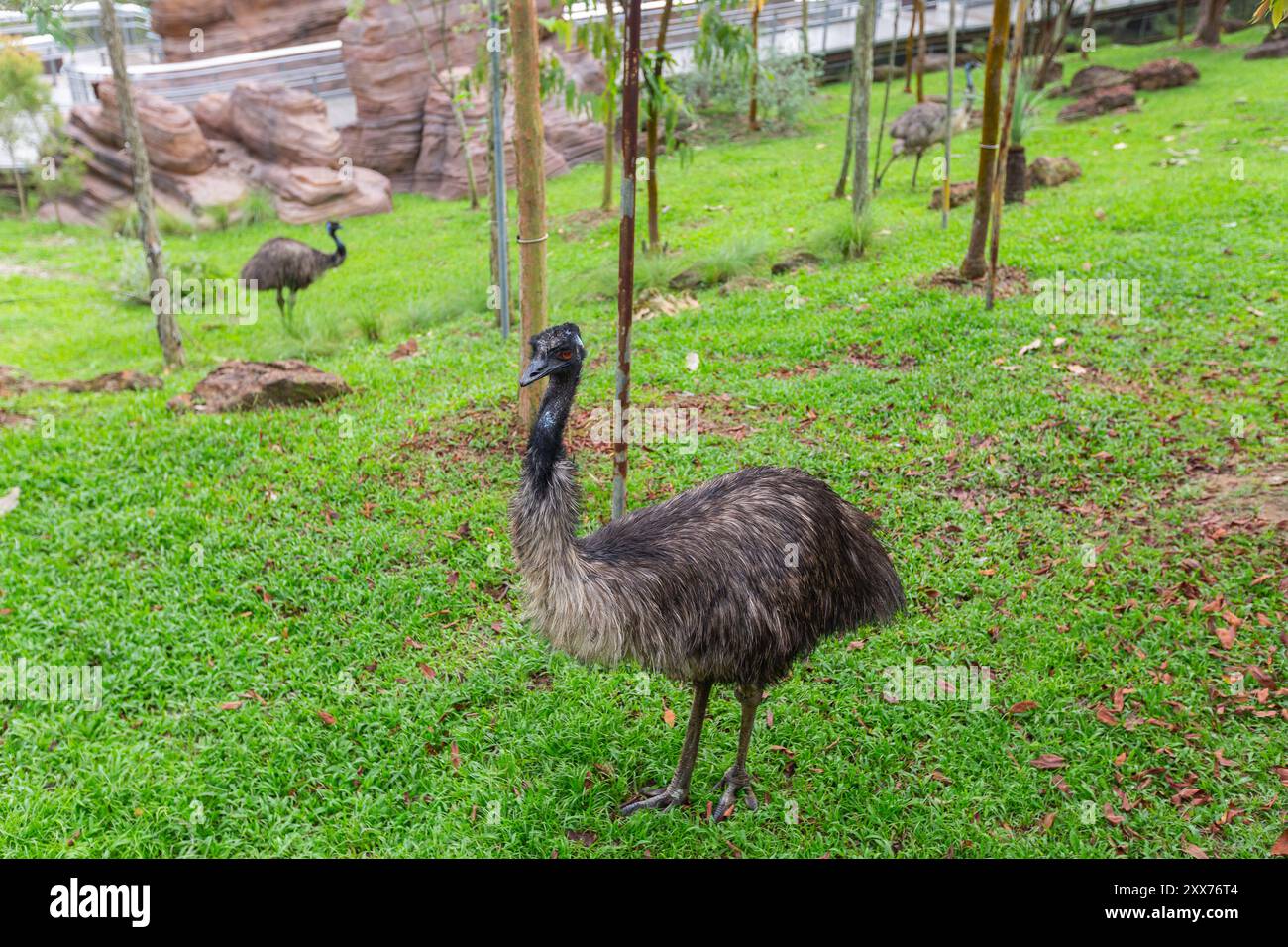 Two large Emu standing chilling do nothing in open environment, Bird ...