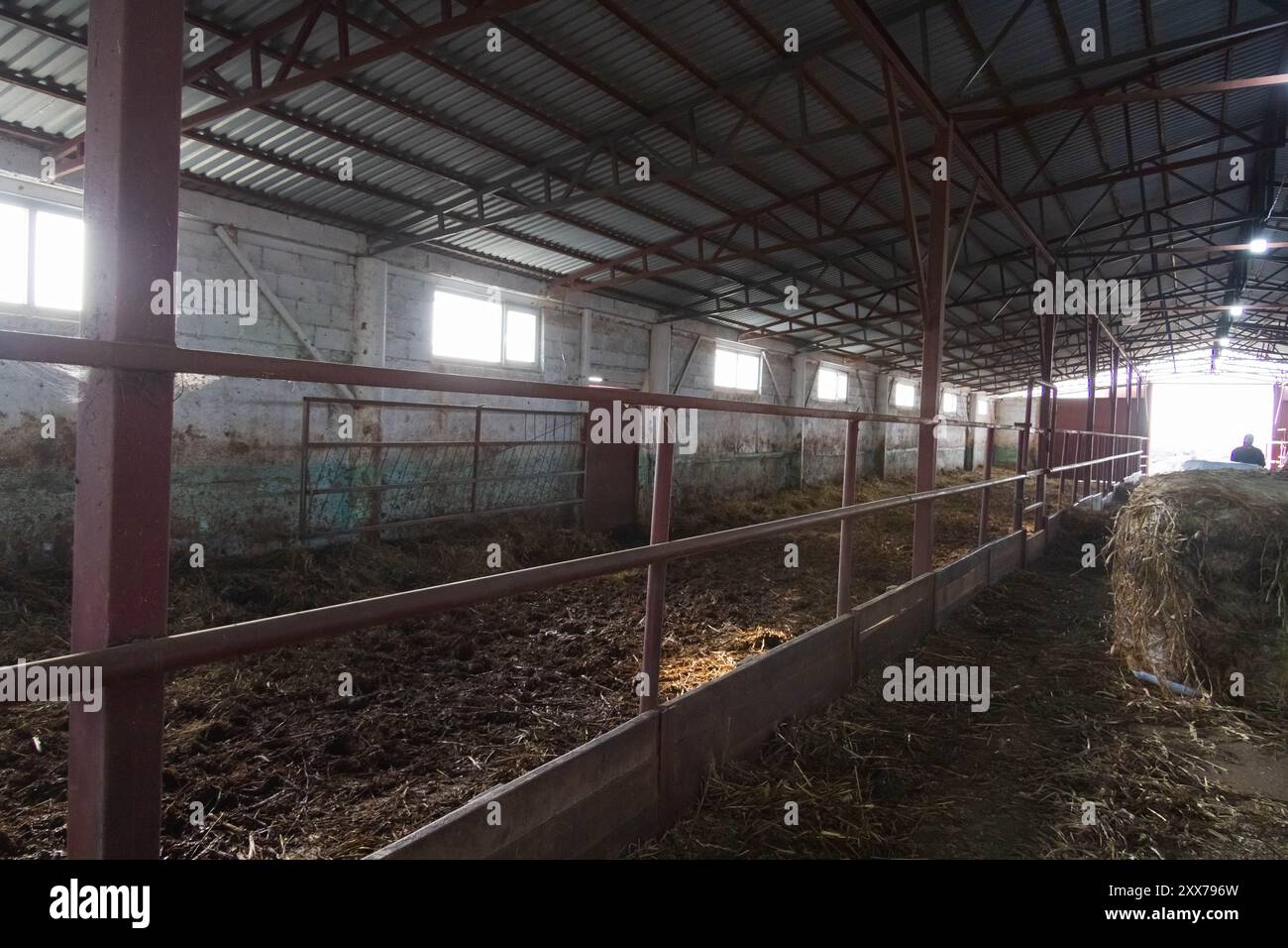 Farmer feeds cows. The process of feeding animals on a farm. Dairy ...