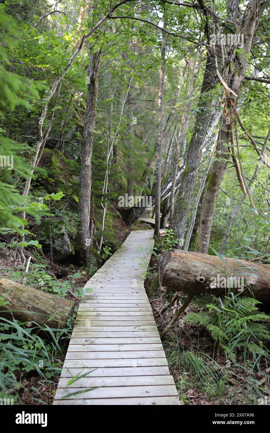 Wooden walkway in forest. Wood plank path near lake in Norway, Oslo ...