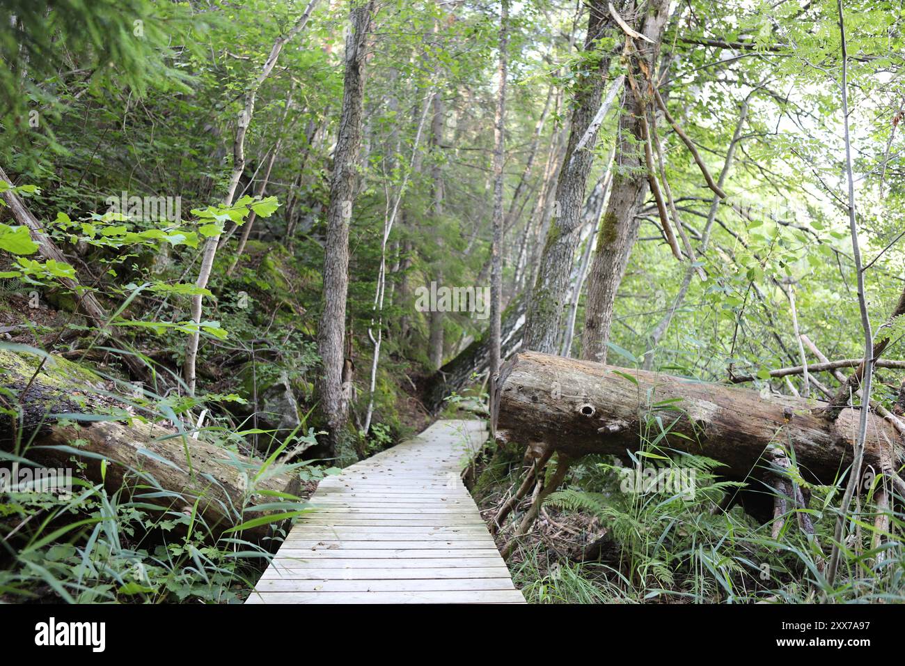 Wooden walkway in forest. Wood plank path near lake in Norway, Oslo ...