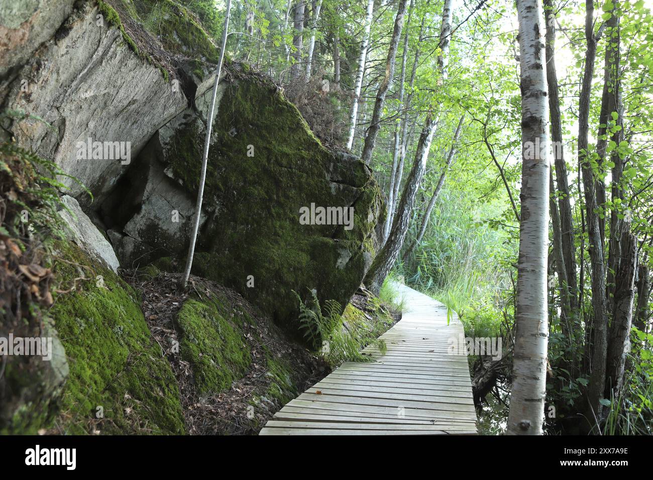 Wooden walkway by scandinavian lake. Wildlife hike trail on wood plank ...