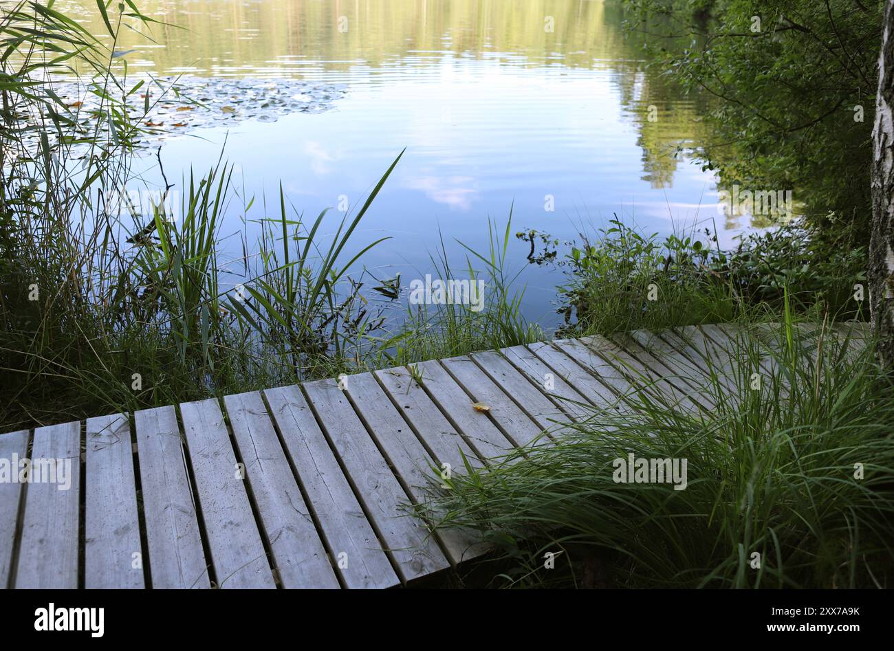 Wooden walkway by the lake. Wood plank path in forest near lake in ...
