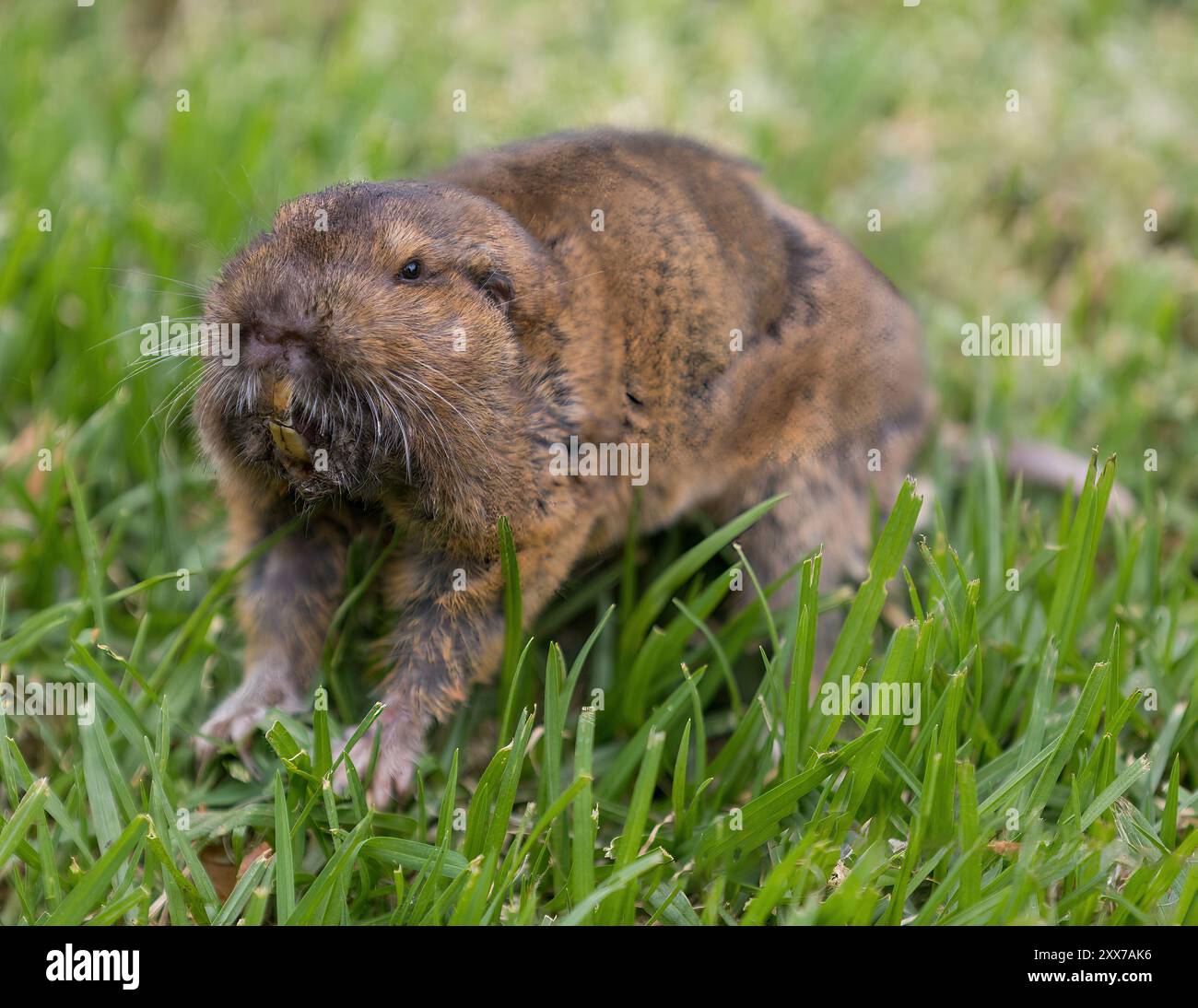 Botta's Pocket Gopher outside of its burrow and above ground. Santa ...
