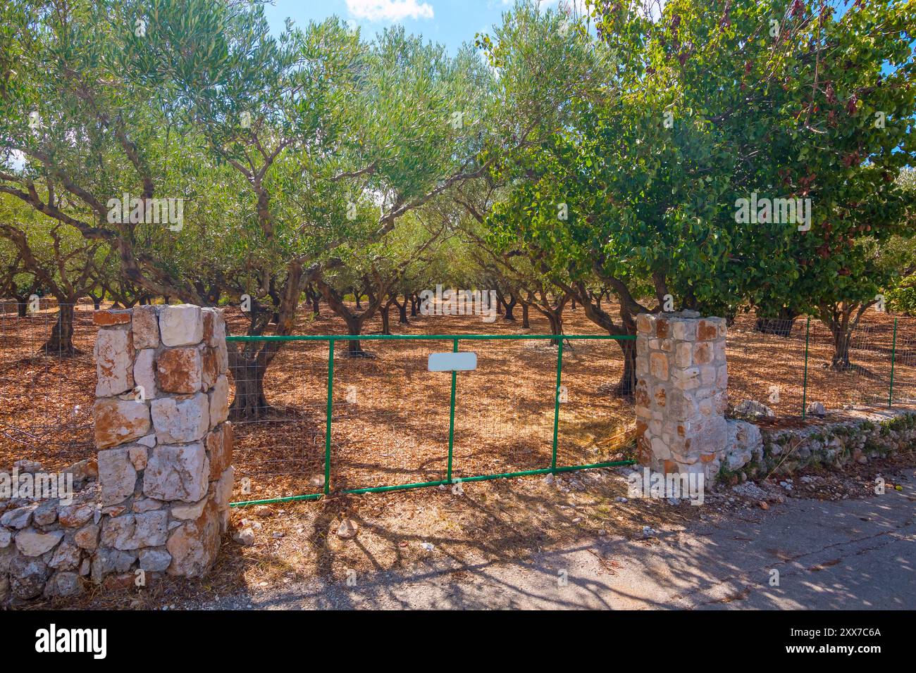 Beautiful ancient olive trees on the island Zakynthos, Greece Stock ...