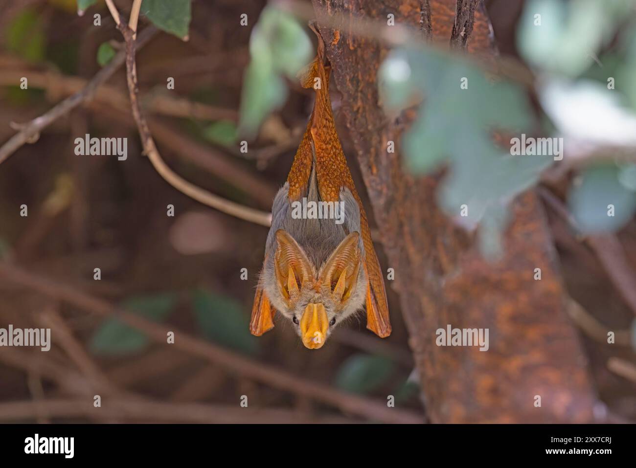 Yellow-winged bat , Wassadou, Senegal, March 2024 Stock Photo - Alamy