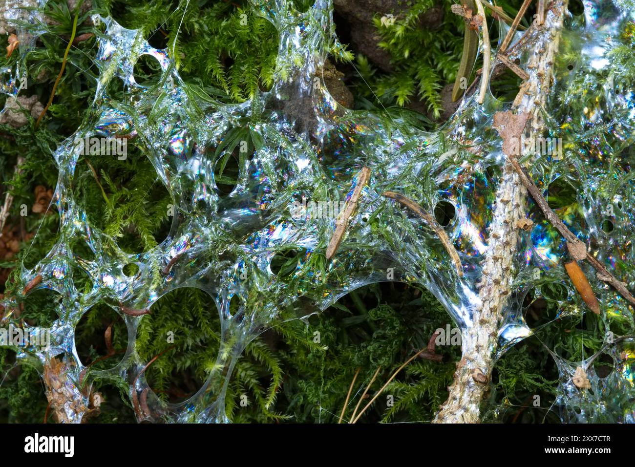 Mucus trail of a slug or snail in a forest in Europe. Top view, macro ...