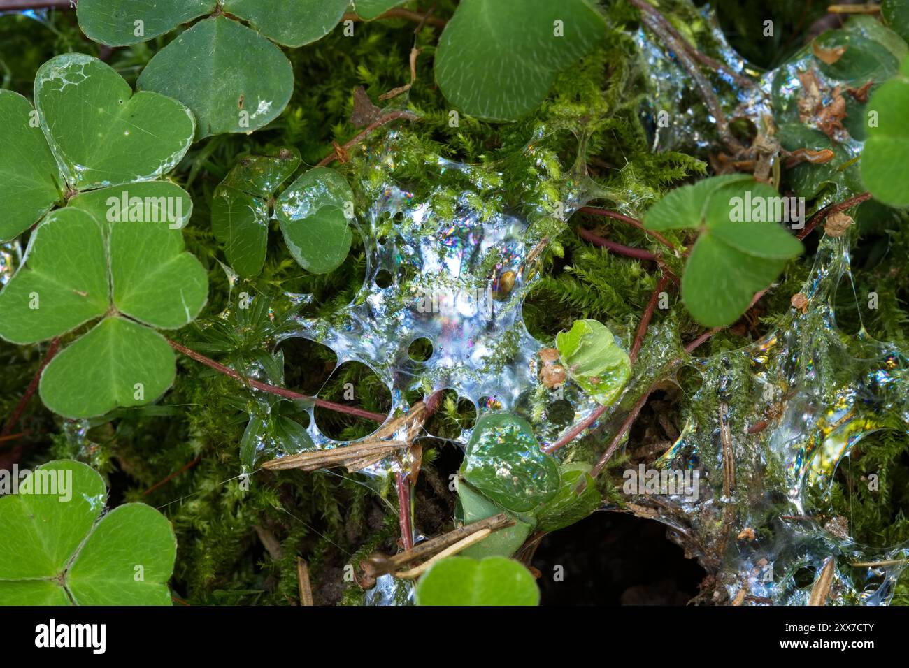 Mucus trail of a slug or snail in a forest in Europe. Top view, macro ...