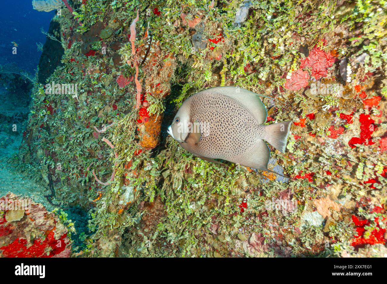 Honduras, Utila, Halliburton Wreck , Grey Angelfish (Pomacanthus ...