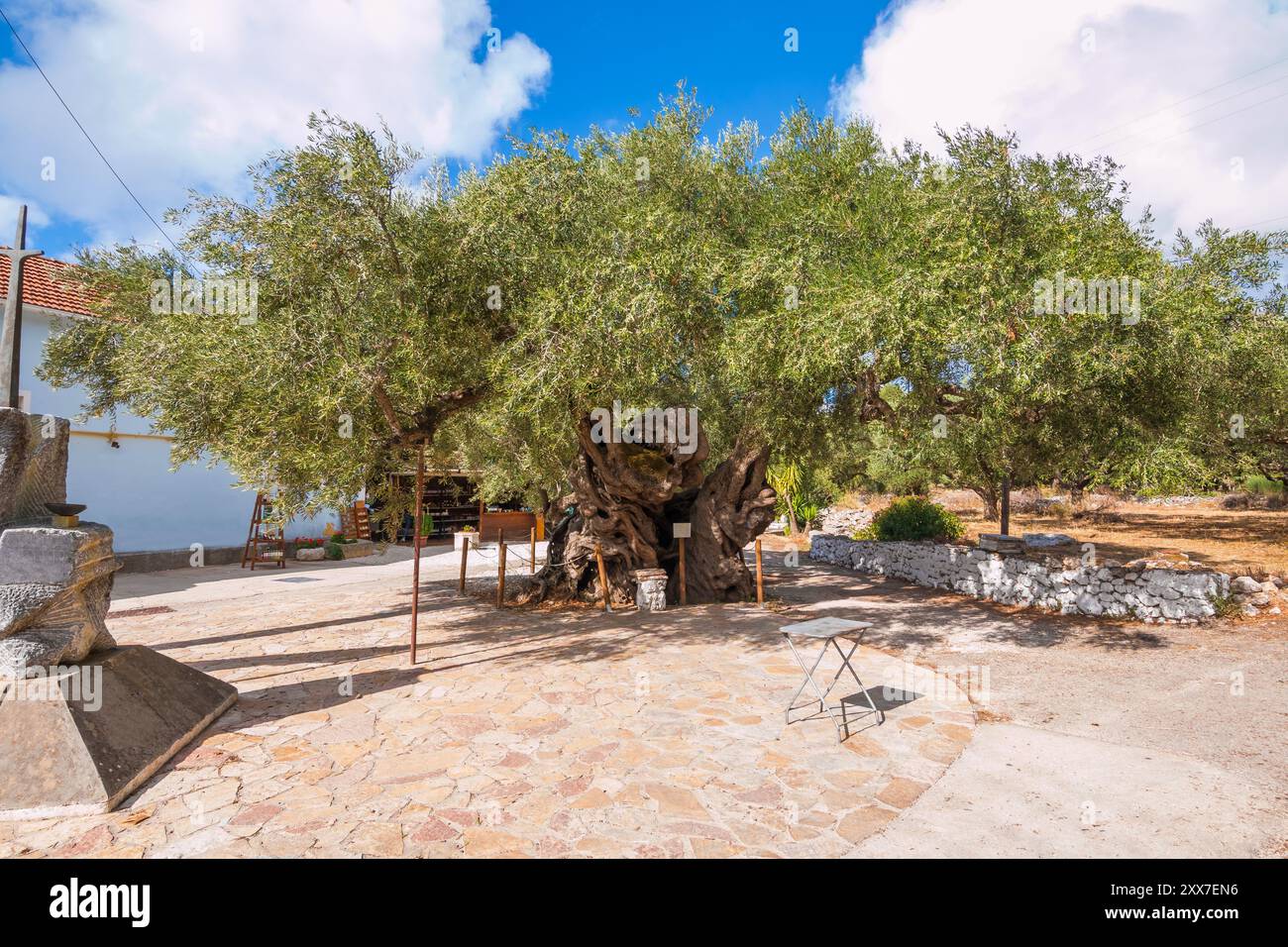 The oldest olive tree in Zakynthos Island. 2000 years old tree Stock ...