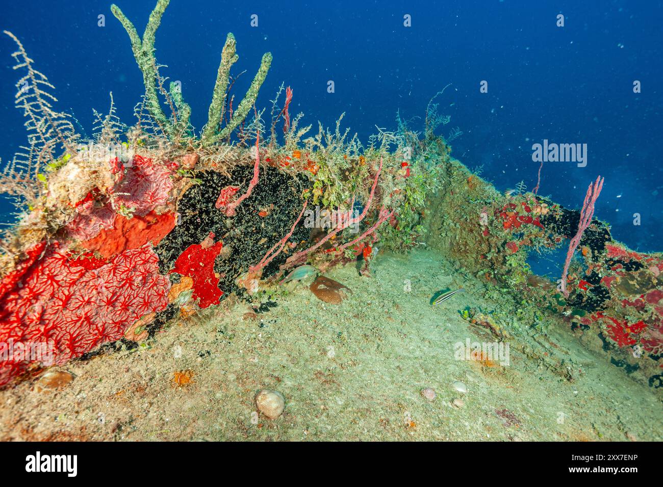 Honduras, Utila, Halliburton Wreck Stock Photo - Alamy
