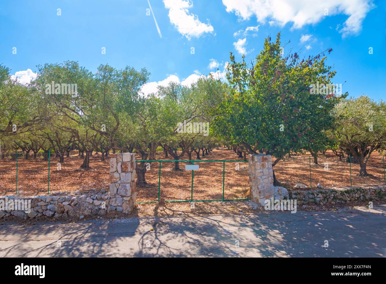 Beautiful ancient olive trees on the island Zakynthos, Greece Stock ...